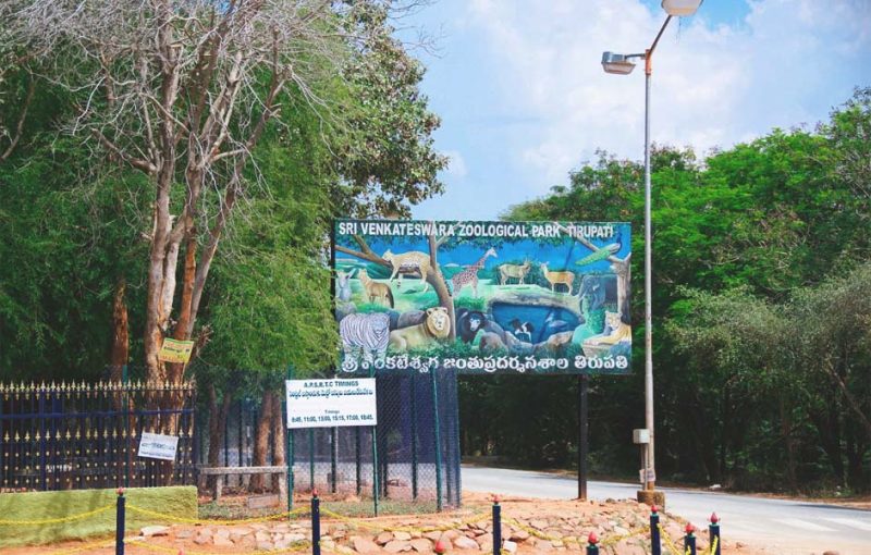 Largest Zoo in the World: Top Zoos by Size and Species Count